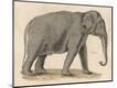 An Indian Elephant Giclee Print | Art.com