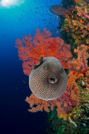 'An inflated Guineafowl pufferfish in front of sea fans, Fiji ...