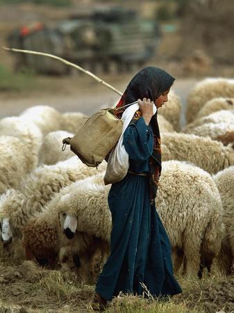 'An Iraqi Shepherd, a Young Girl, Herds Her Sheep' Photographic Print ...