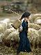 'An Iraqi Shepherd, a Young Girl, Herds Her Sheep' Photographic Print ...