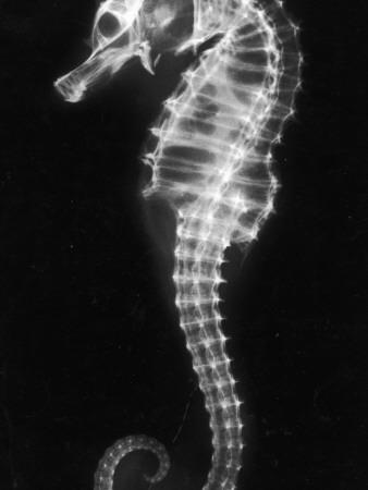 'An X-Ray of a Seahorse, Showing its Skeleton' Photographic Print | Art.com