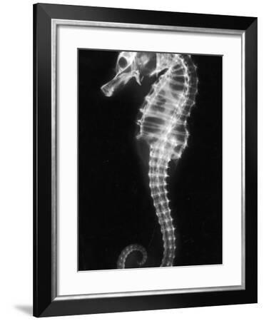 An X-Ray of a Seahorse, Showing its Skeleton Photographic Print by ...