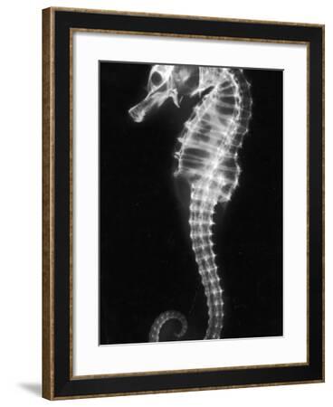 An X-Ray of a Seahorse, Showing its Skeleton Photographic Print by ...