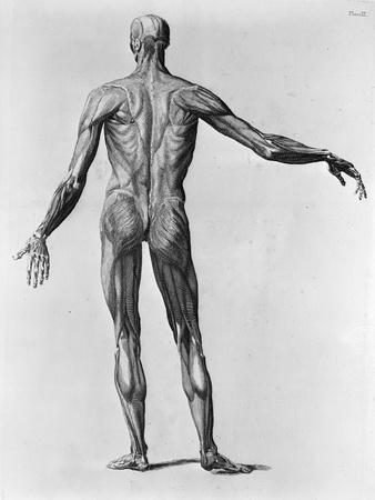 Anatomical Study of the Back of a Human Giclee Print | Art.com