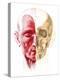 Anatomy of a Male Human Head, with Half Muscles and Half Skull Art ...
