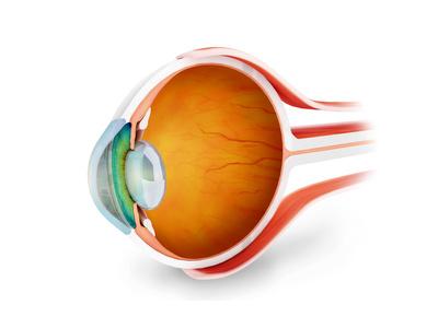 Anatomy of Human Eye, Perspective Art Print | Art.com