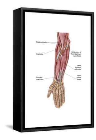 Human Forearm Muscles