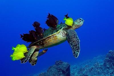 'Green sea turtle (Chelonia mydas) gets cleaned by yellow tangs ...