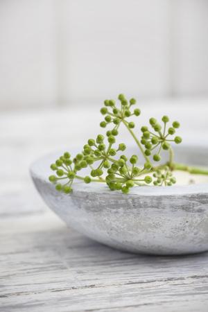 'Still Life, Ivy Blossoms, Green, Stone Cup, Grey, White' Photographic ...