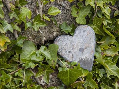 'Wall with ivy, heart from stone, close up, still life' Photographic ...