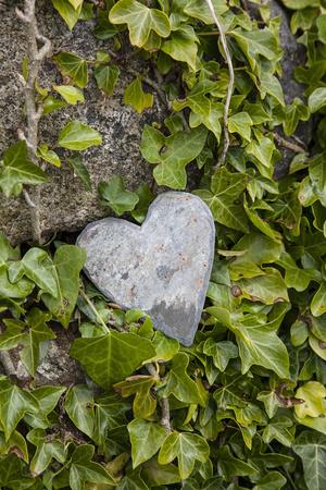 'Wall with ivy, heart from stone, close up, still life' Photographic ...