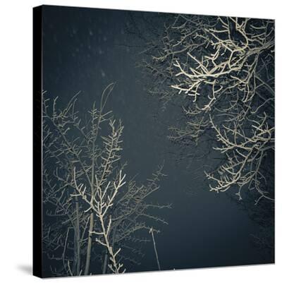 'Forest Edges' Stretched Canvas Print - Andrew Geiger | Art.com