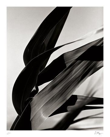 'In the Breeze' Collectable Print - Andrew Geiger | Art.com