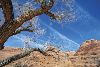 'The Interwoven Desert' Giclee Print - Andrew Geiger | Art.com