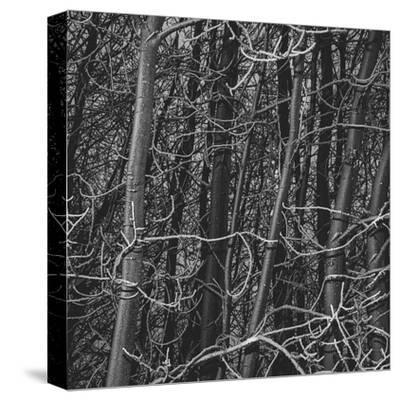 'Thicket' Stretched Canvas Print - Andrew Geiger | Art.com