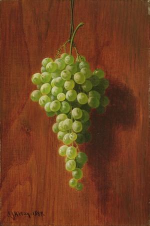 'Grapes (Green), 1884 (Oil on Panel)' Giclee Print - Andrew John Henry ...