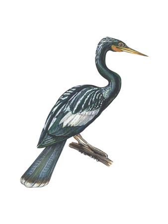 'Anhinga (Anhinga Anhinga), Birds' Art Print - Encyclopaedia Britannica ...