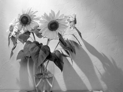 Black And White Photography Of Sunflowers
