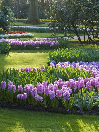 Sunlit Spring Garden with Hyacinth and Daffodils Photographic Print ...
