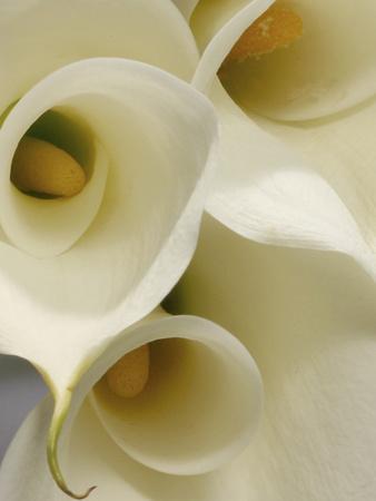 'White Calla Lily Abstract' Photographic Print - Anna Miller | Art.com