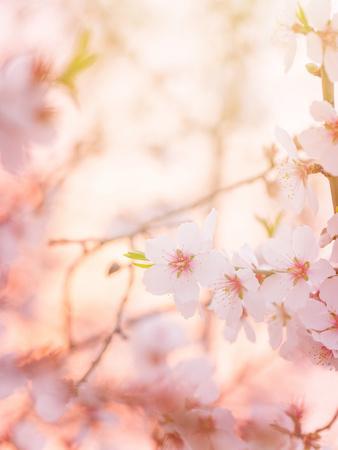 'Spring Blooming Tree' Photographic Print - Anna Omelchenko | Art.com