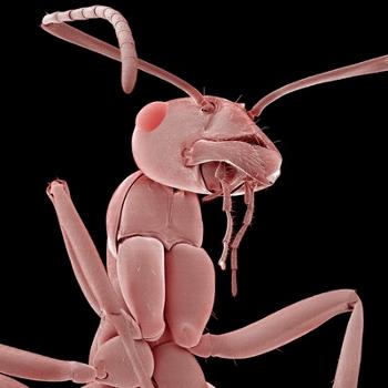 'Ant' Photographic Print - Micro Discovery | Art.com