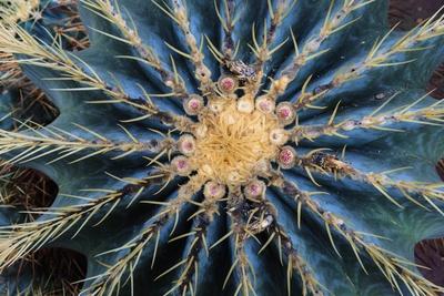 'Crown Of Barrel Cactus' Giclee Print - Anthony Paladino | Art.com