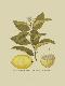 'Antique Lemon' Art Print | Art.com