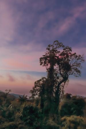 'Rain Forest Iii, 2020 (Digital Photo)' Giclee Print - Antonio Schubert ...