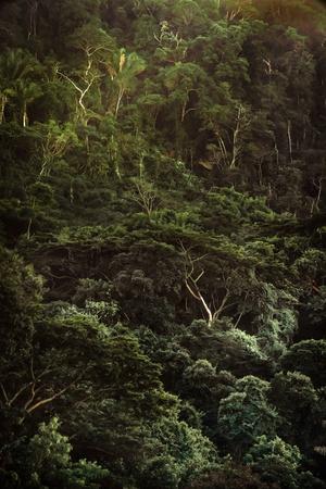 'Rain Forest Iii, 2020 (Digital Photo)' Giclee Print - Antonio Schubert ...