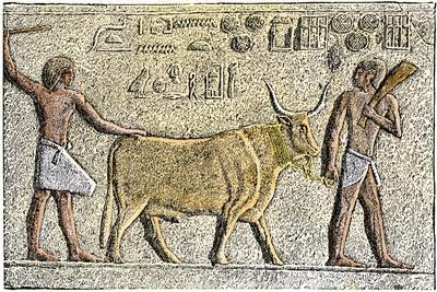 'Apis, the Greek Name of a Sacred Bull of Egyptian Mythology Comes from ...