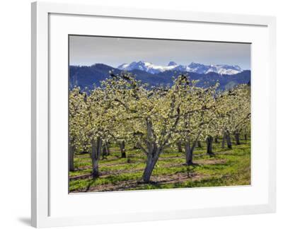 'Apple Orchard in Bloom, Dryden, Chelan County, Washington, Usa ...