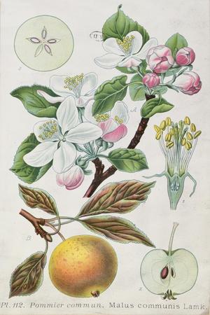Apple Tree (Malus Communis) Giclee Print | Art.com