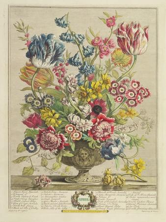 'April, from 'Twelve Months of Flowers', by Robert Furber (C.1674-1756 ...