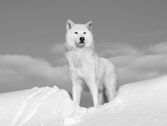Arctic Grey Wolf in Snow, Idaho, USA Photographic Print by Tom Vezo ...