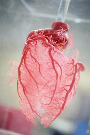 Resin Cast of Heart Blood Vessels Photographic Print - Arno Massee ...