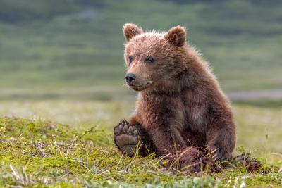 Bearly Awake (Brown Bear Cub) Giclee Print - Art Wolfe | Art.com