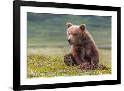Bearly Awake (Brown Bear Cub) Framed Giclee Print - Art Wolfe | Art.com