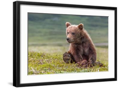 Bearly Awake (Brown Bear Cub) Framed Giclee Print - Art Wolfe | Art.com