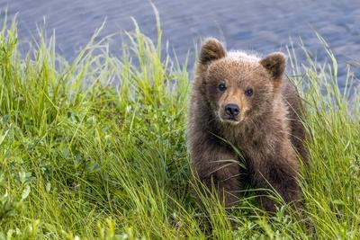 'Curious Cub (Brown Bear Cub)' Giclee Print - Art Wolfe | Art.com