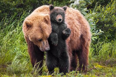 'Lean on Me (Brown Bear and Cub)' Giclee Print - Art Wolfe | Art.com