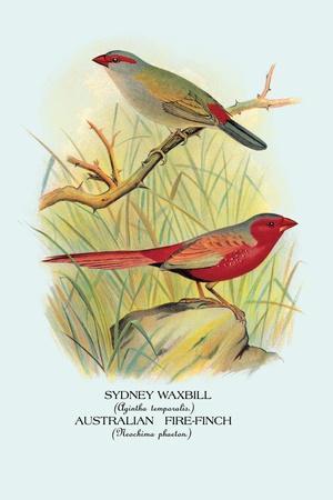 'Sydney Waxbill, Australian Fire-Finch' Art Print - Arthur G. Butler ...