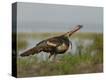 'Wild Turkey Charging at a Threat, Indian Lake Estates, Florida, USA ...
