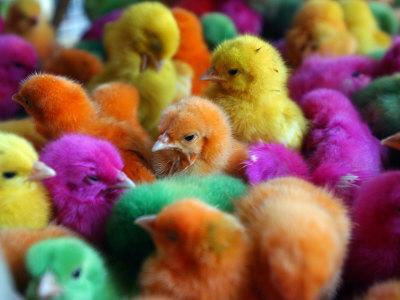 'Artificially Colored Chicks Crowd Together' Photographic Print | Art.com