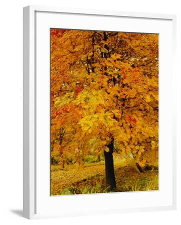 'Ash Tree, Autumn Foliage, Peak District National Park, Derbyshire ...