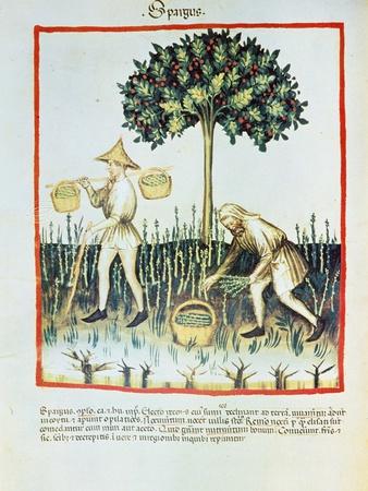'Asparagus Pickers, 13th Century' Giclee Print | Art.com