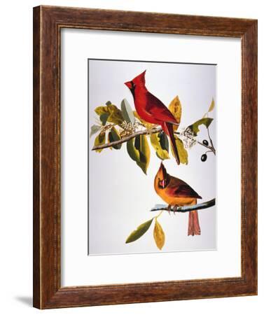 Audubon: Cardinal Giclee Print by John James Audubon | Art.com