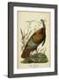 'Audubon Wild Turkey' Art Print - John James Audubon | Art.com
