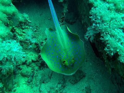 Blue Spotted Ribbon Tail Stingray Photographic Print - AUSTIN REX ...