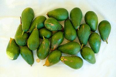 'Avocados in a Bunch, Santa Paula, Ventura County, California, USA ...